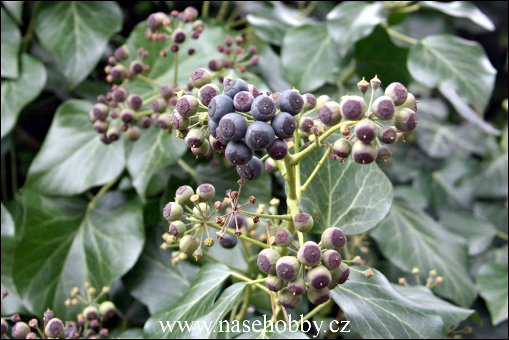 Břečťan - na věnec boha opilců i do apatyky - Naše hobby