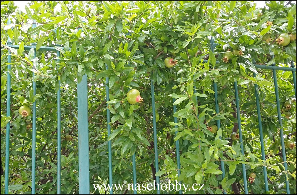 ovoce Archivy - NAŠE HOBBY